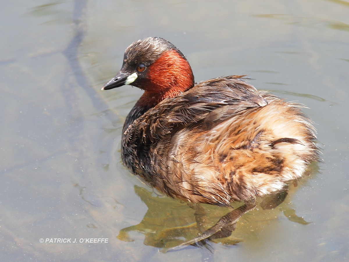Raw Birds: LITTLE GREBE or DABCHICK (Tachybaptus ruficollis) Techniti ...