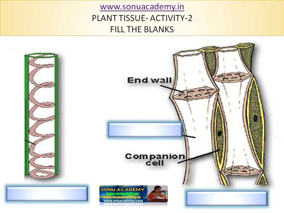 SONU ACADEMY: PLANT TISSUE -ACTIVITY