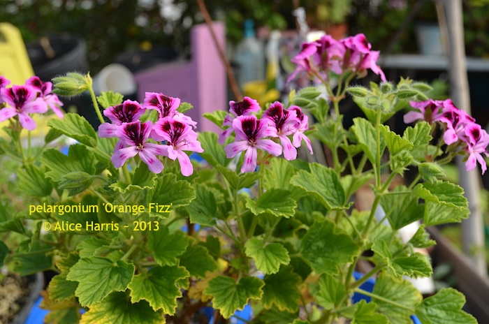 Scented Geraniums: pelargonium 'Orange Fizz'