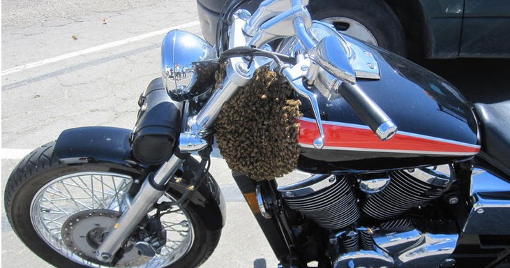 Backwards Beekeepers: Motorcycle swarm capture!