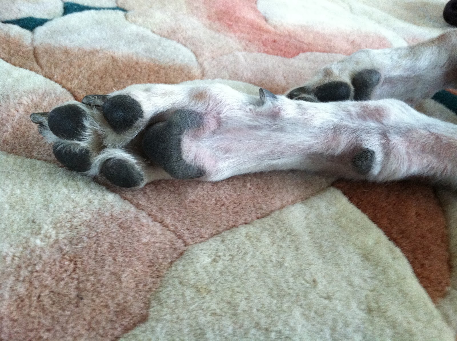 Northern Lights Greyhound Adoption Dog Blog: NLGA Photo Roundup ...