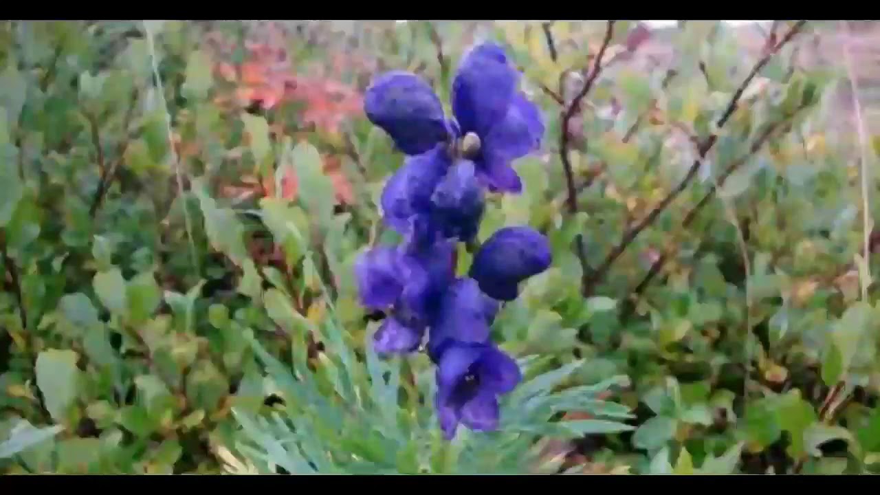 PLANTAS TOXICAS: ACÔNITO - Aconitum napellus L - Planta Venenosa - 76