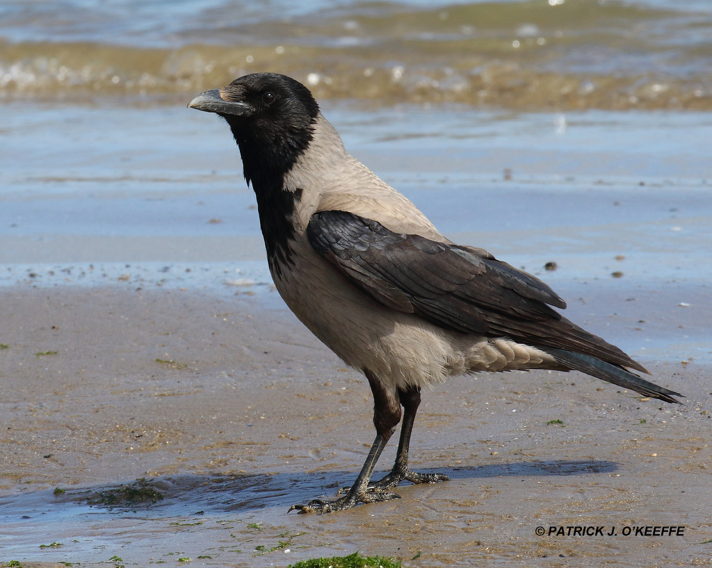 Raw Birds: Hooded Crow