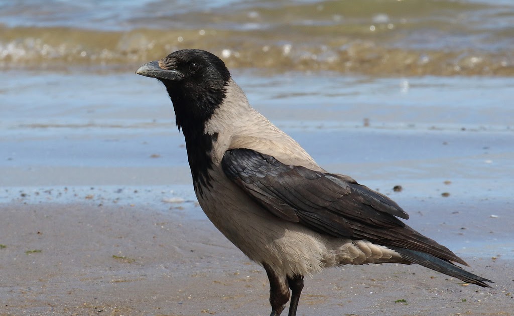 Raw Birds: HOODED CROW or GREY CROW (Corvus cornix) South Strand ...