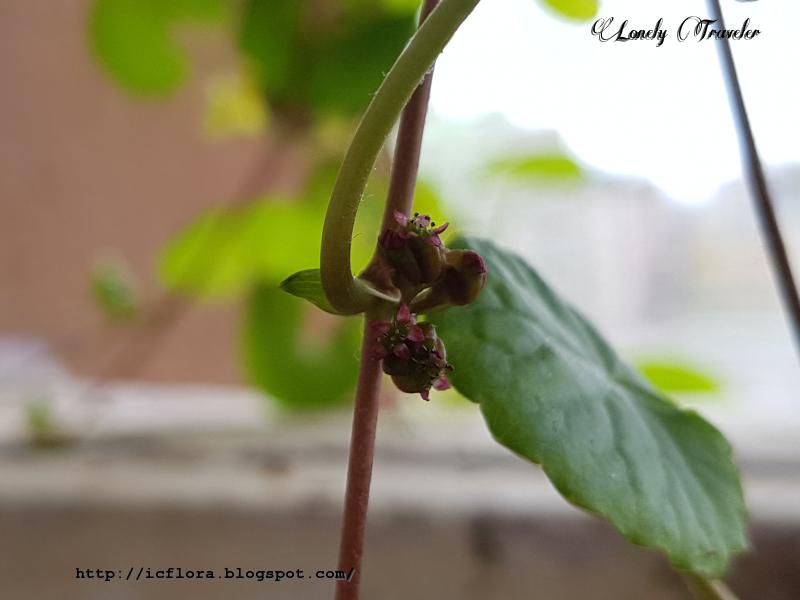 Thankuni - Centella asiatica