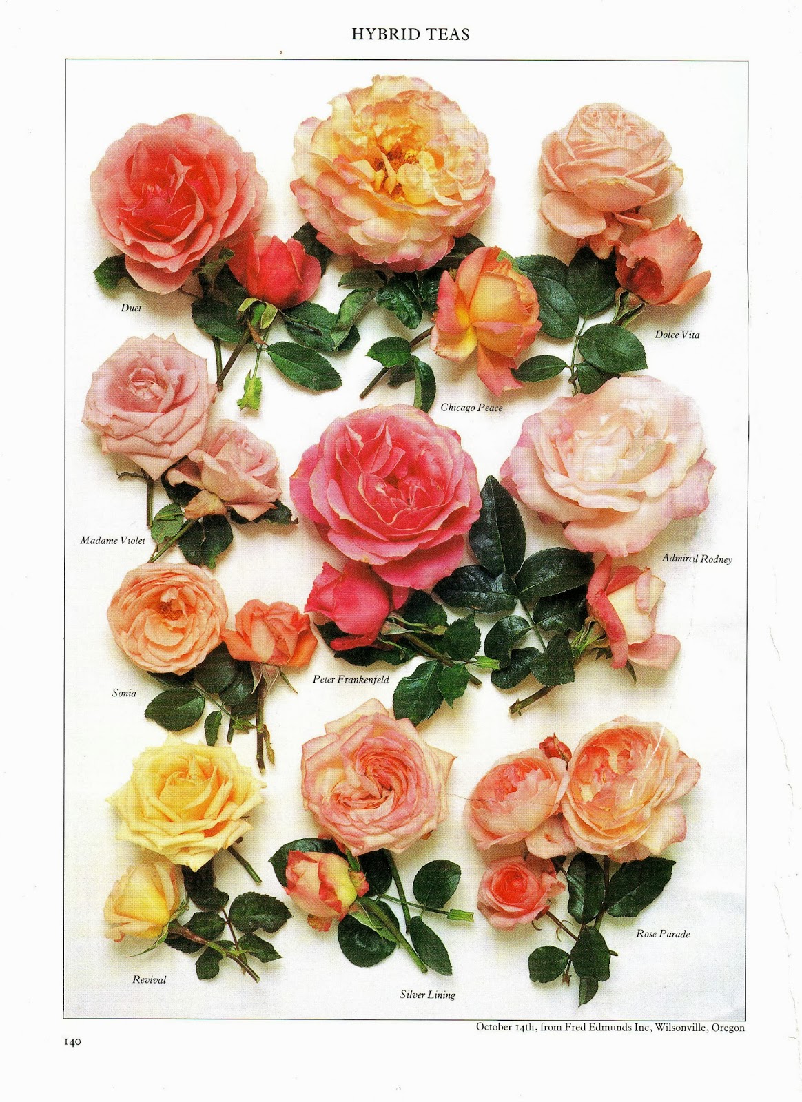 Rose Tinted Illustration: PAGES FROM A BOTANICAL BOOK ON ROSES
