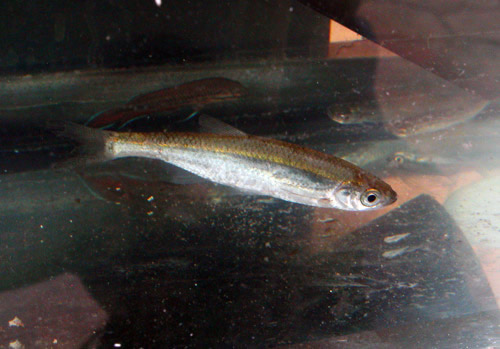 Artes de Pesca: VAMOS A PESCAR PEZ PASTO (EL ALBURNO)