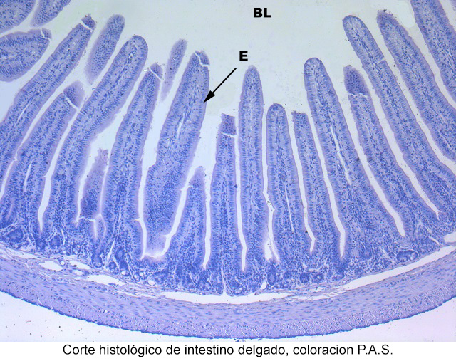 Manual interactivo de tejido epitelial: EPITELIO SIMPLE COLUMNAR CON ...