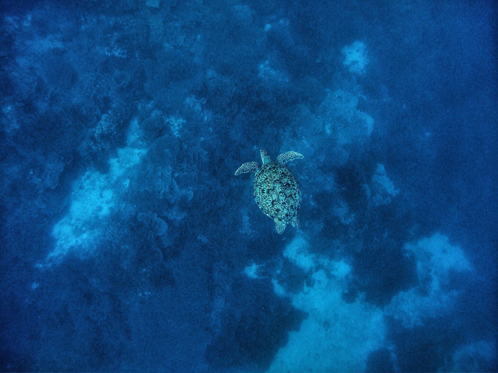 印尼粉色海滩Komodo Island，4天3夜总花费RM2500！