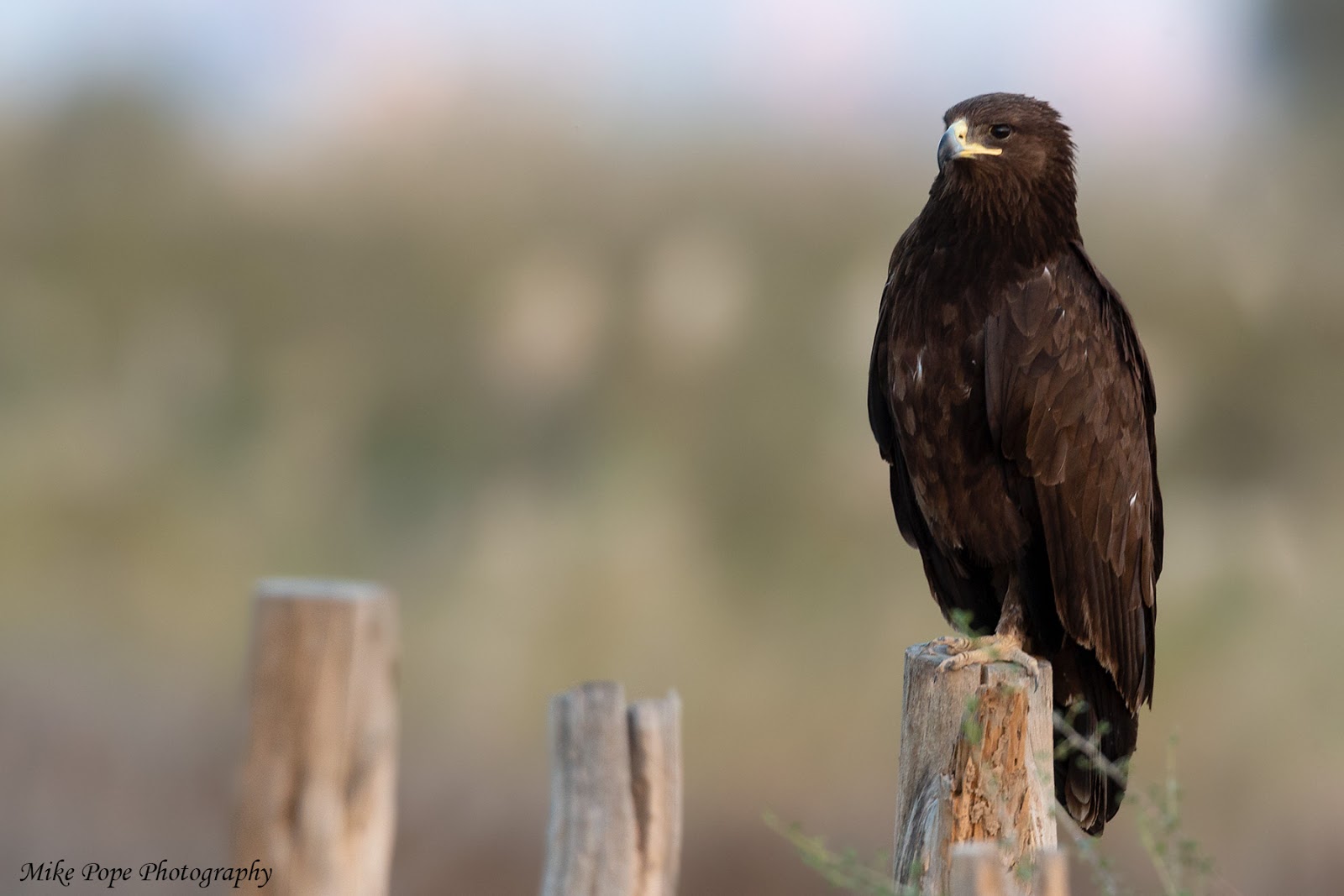 Kuwait Birding: 2019
