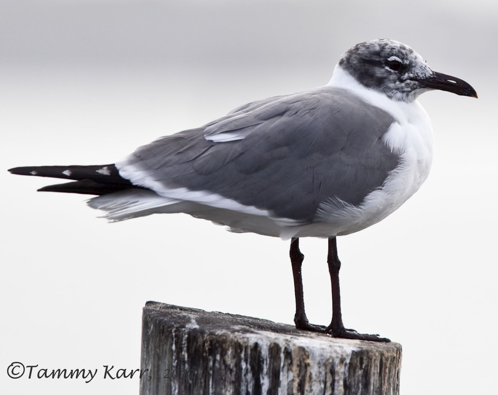 Birding Is Fun!: Courtship