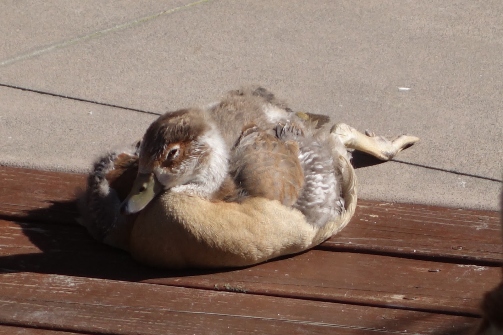 Dana Point Harbor Morning...At Dawn Early Morning Light: 18.0414 Dana ...