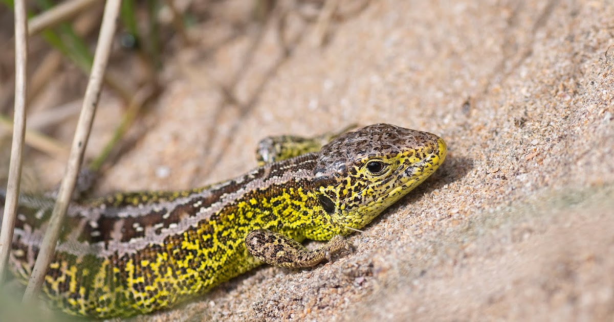 images-naturally!: Sand Lizards in North Cornwall. 30th March 2021.
