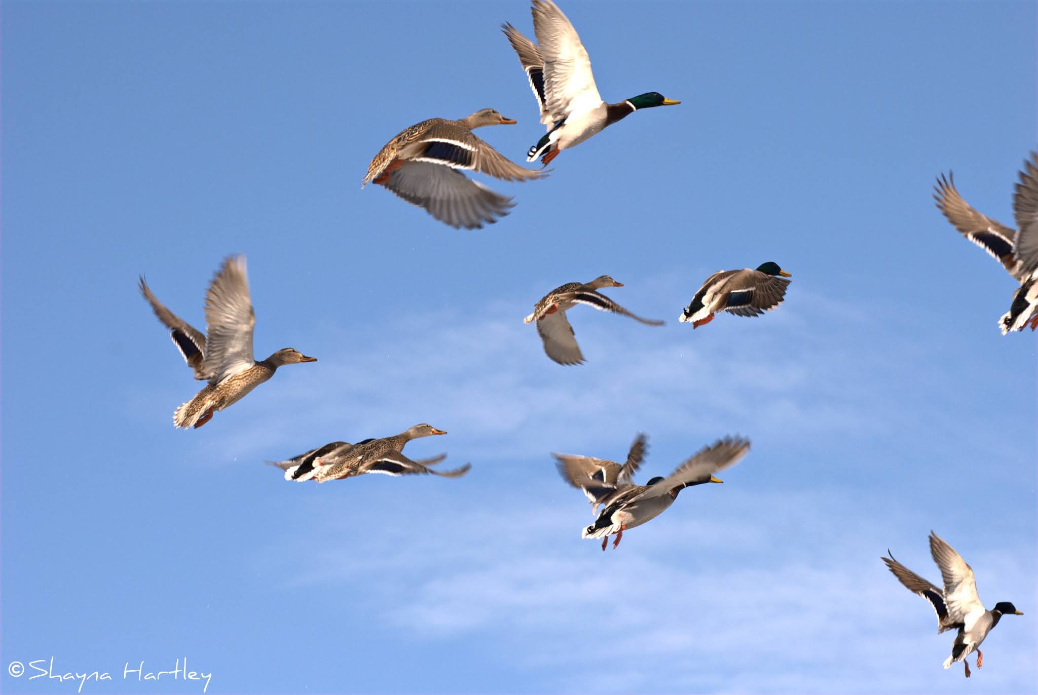 Living in Motion: How Birds Fly | Nature Notes Blog