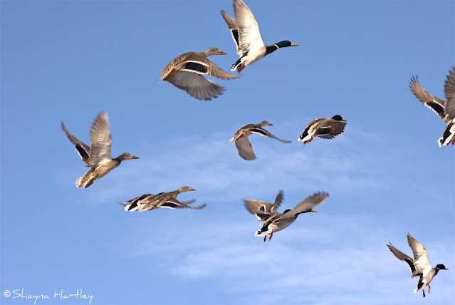 Living in Motion: How Birds Fly | Nature Notes Blog