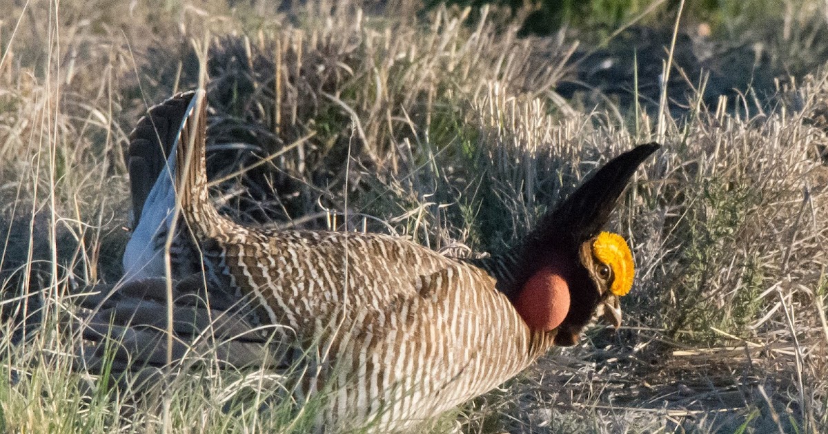 Gordon's Birding Adventures: Lesser Prairie-Chicken - An Endangered Species