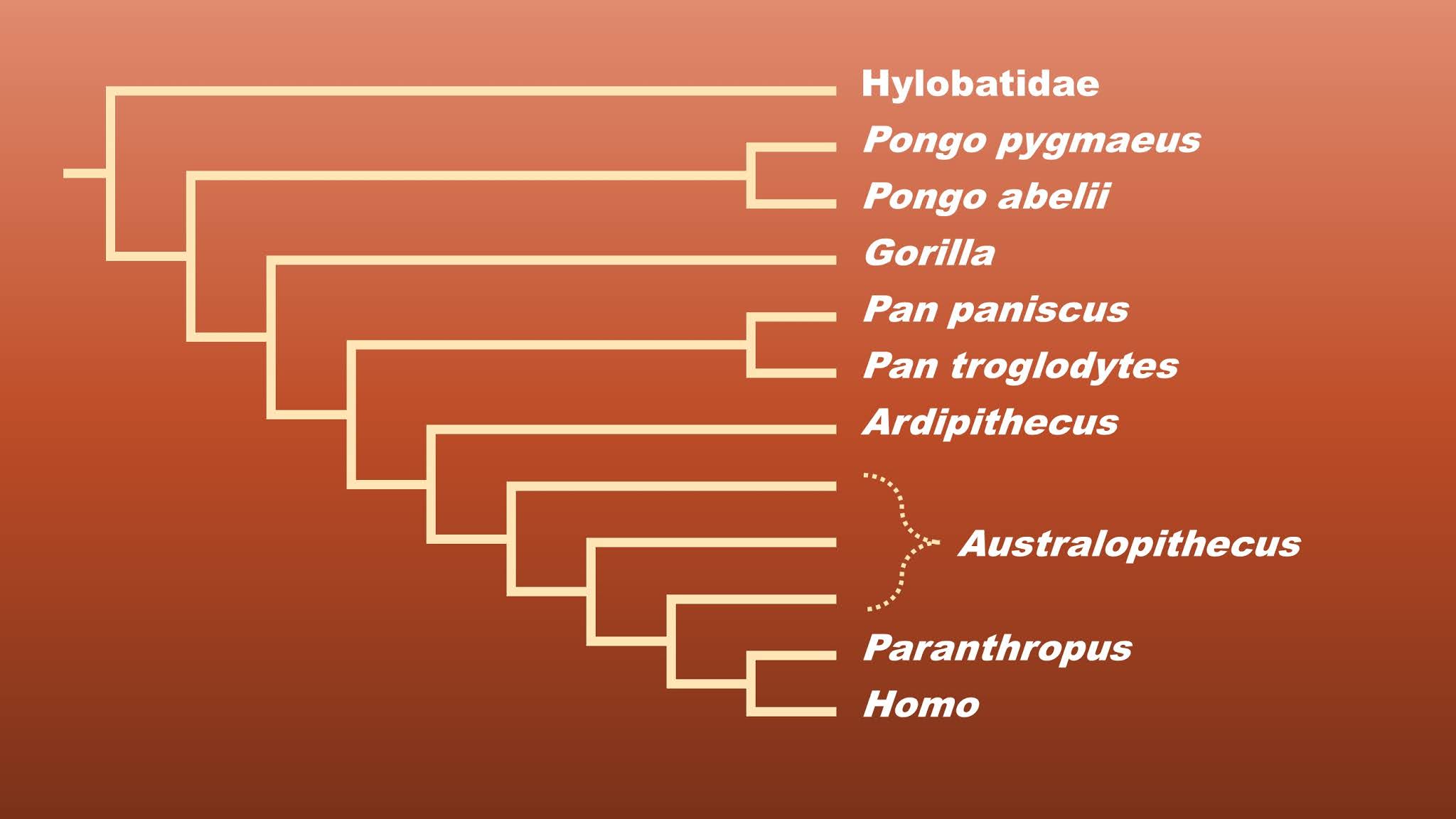 Ape Phylogenetic Tree