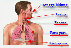 Melatih Napas Dengan Benar - 𝕄𝔸ℤℕ𝔸ℝ𝔸