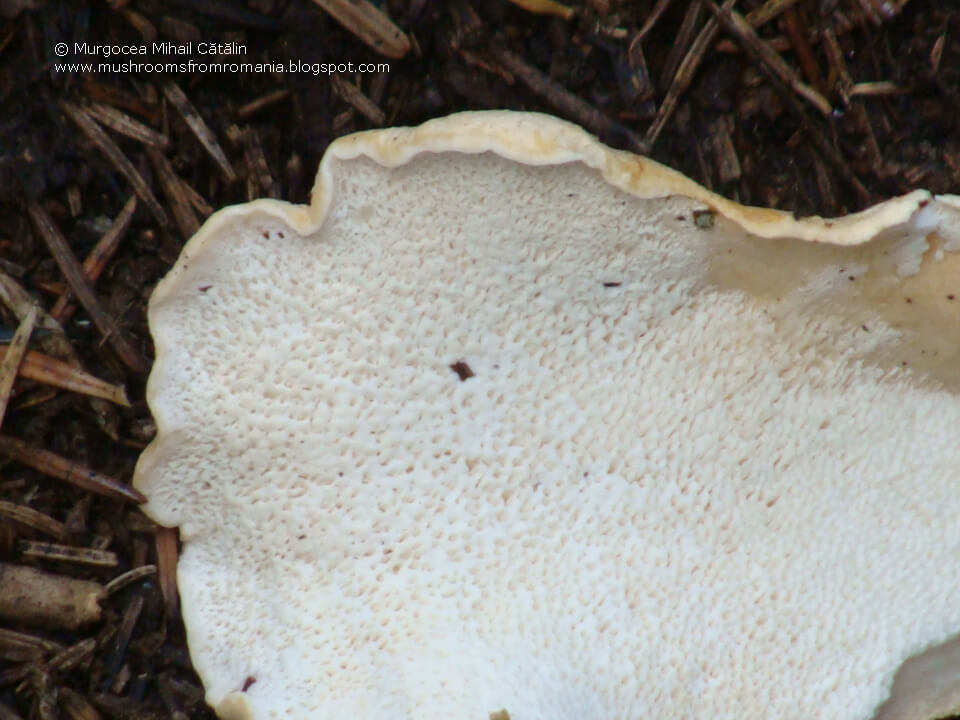 Mushrooms from Romania: Albatrellus confluens