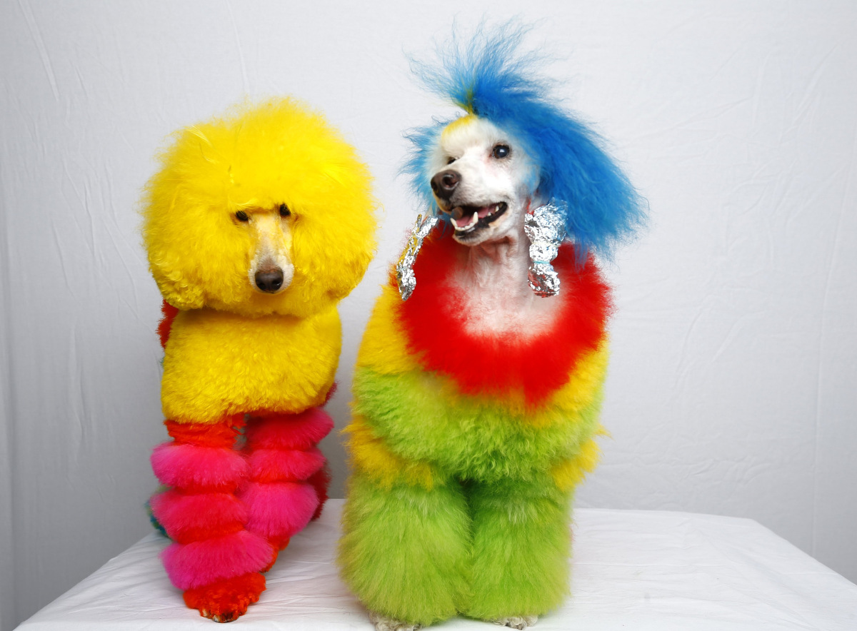 Fotos de perros verdes - Blog de imágenes