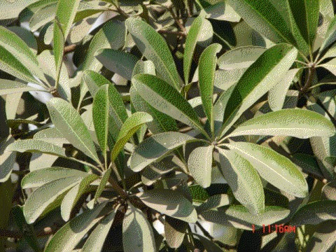 ezhilam pala-p-pa-(Alstonia scholaris ,Blackboard tree, Indian devil ...