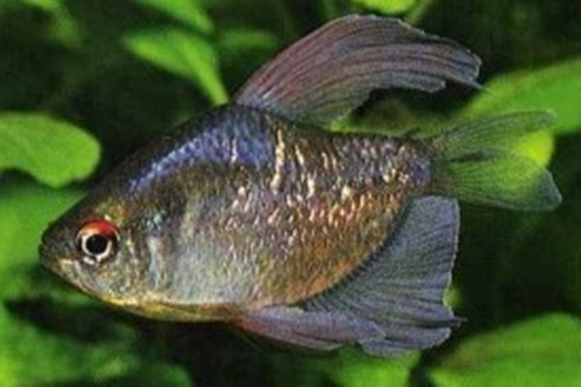 Jenis Ikan Hias Akuarium Kecil