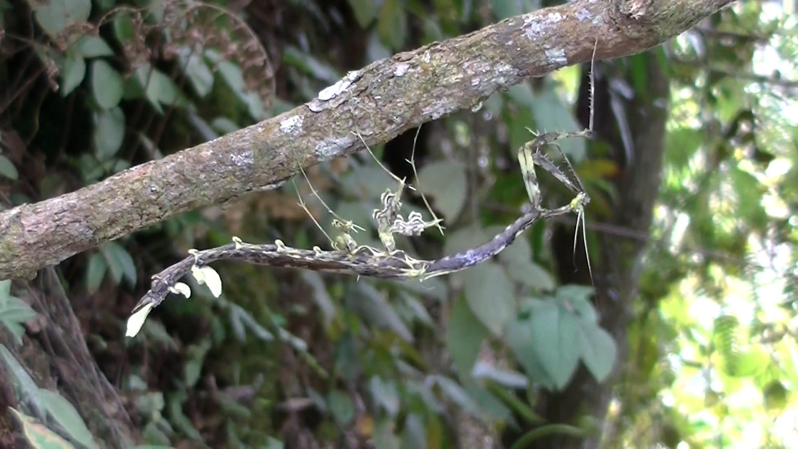 Real Monstrosities: Toxodera