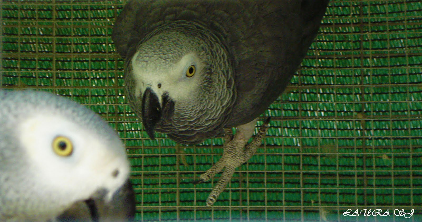 Loro Gris Africano o Yaco (Psittacus Erithacus).-Bluemacaws