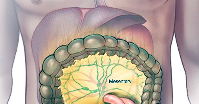 Ciencia Literaria : Mesenterio-Anatomía