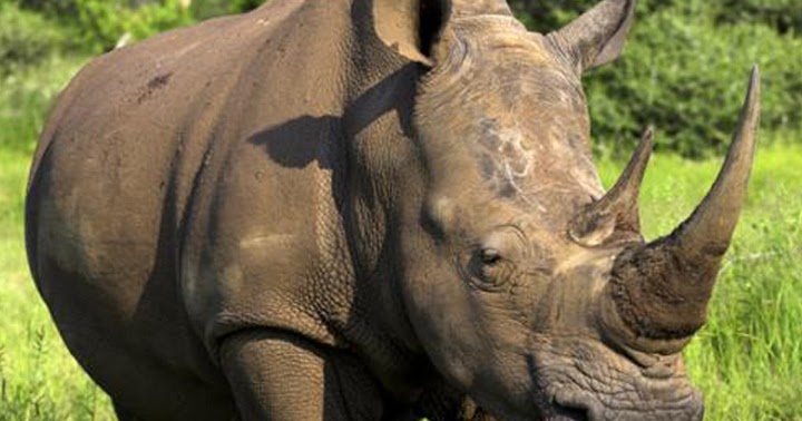 Apakah Badak Jawa Tinggal di Jawa? | Belajar Sampai Mati