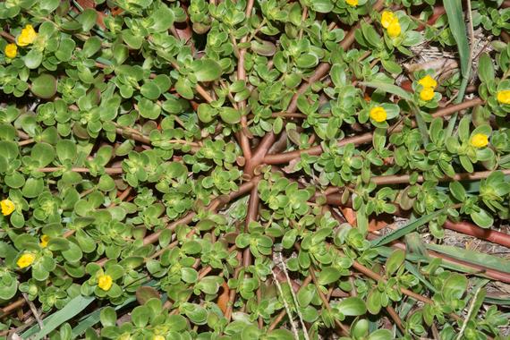 Conoce las propiedades de la verdolaga