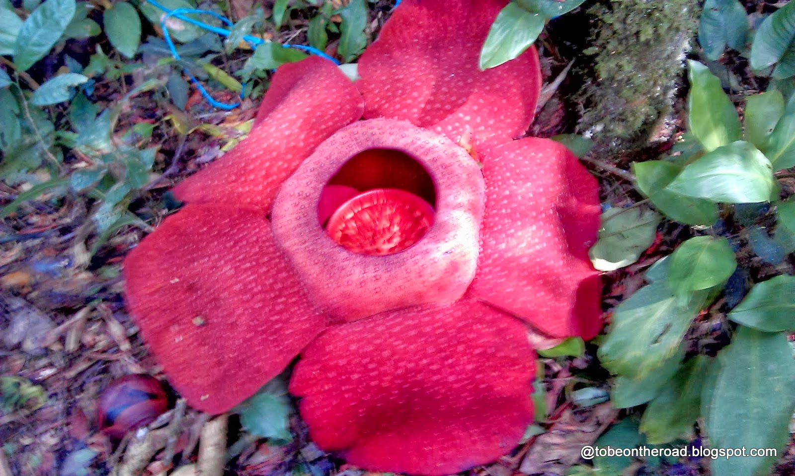 To Be On The Road: Traversing Intimate Spieces-Rafflesia Flower In Malaysia