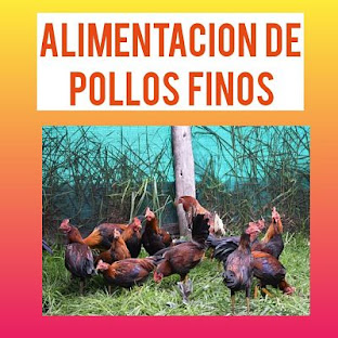 alimento para crianza de pollos, balanceado, natural, nutritivo, pollos ...