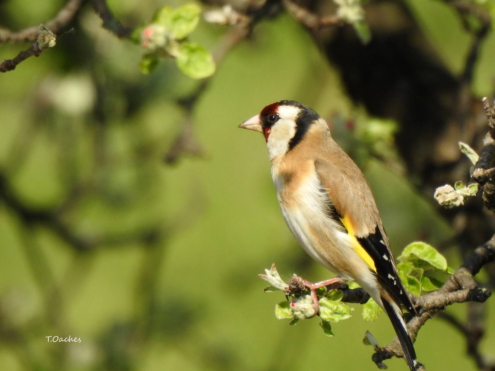 PASARI DIN ROMANIA: STICLETE(1), Carduelis carduelis