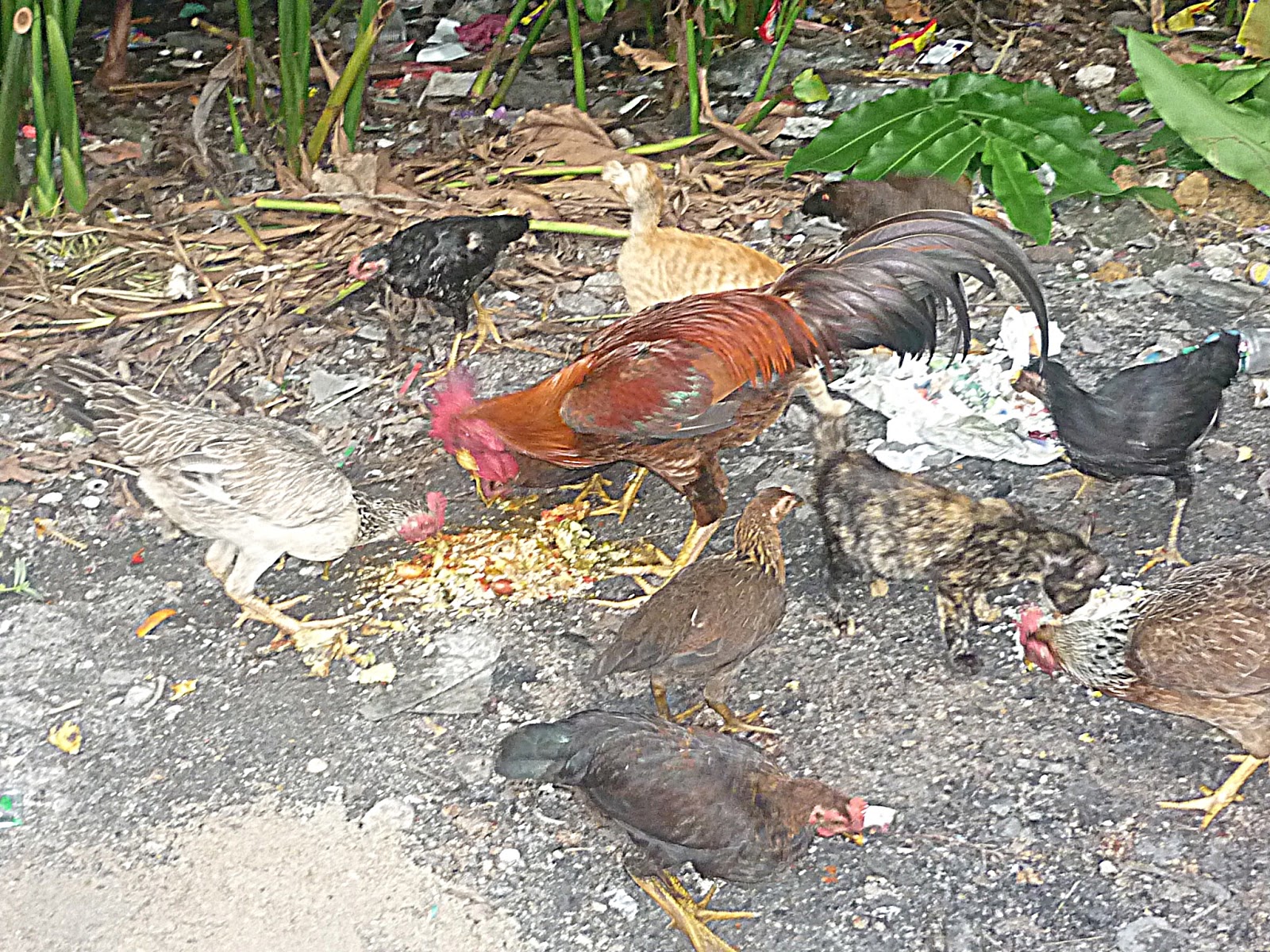 AYAM KAWAN DENGAN KUCING | Ceritera Si Gadis Biru