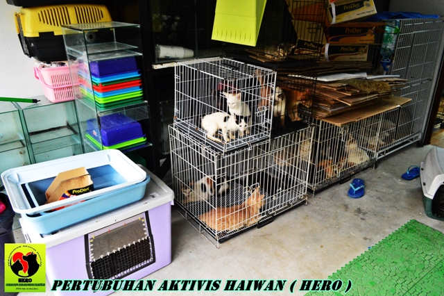 Kucing Dari Pusat Kurungan Haiwan DBKL Bakal Mendapat Kehidupan Yang Baru
