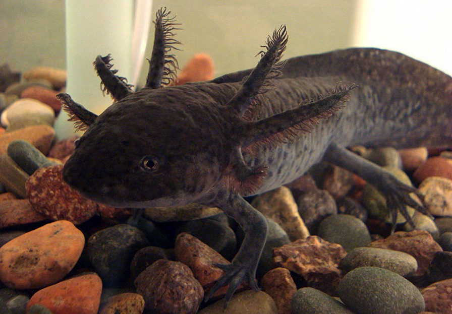 De que se puede hablar hoy: Axolote