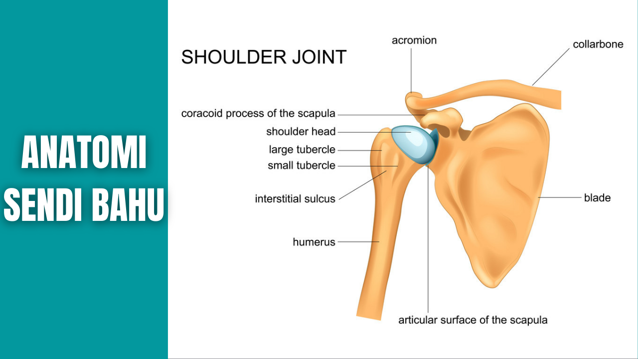 Anatomi Sendi Bahu atau Joint Shoulder Manusia - Anatomi Tutorial