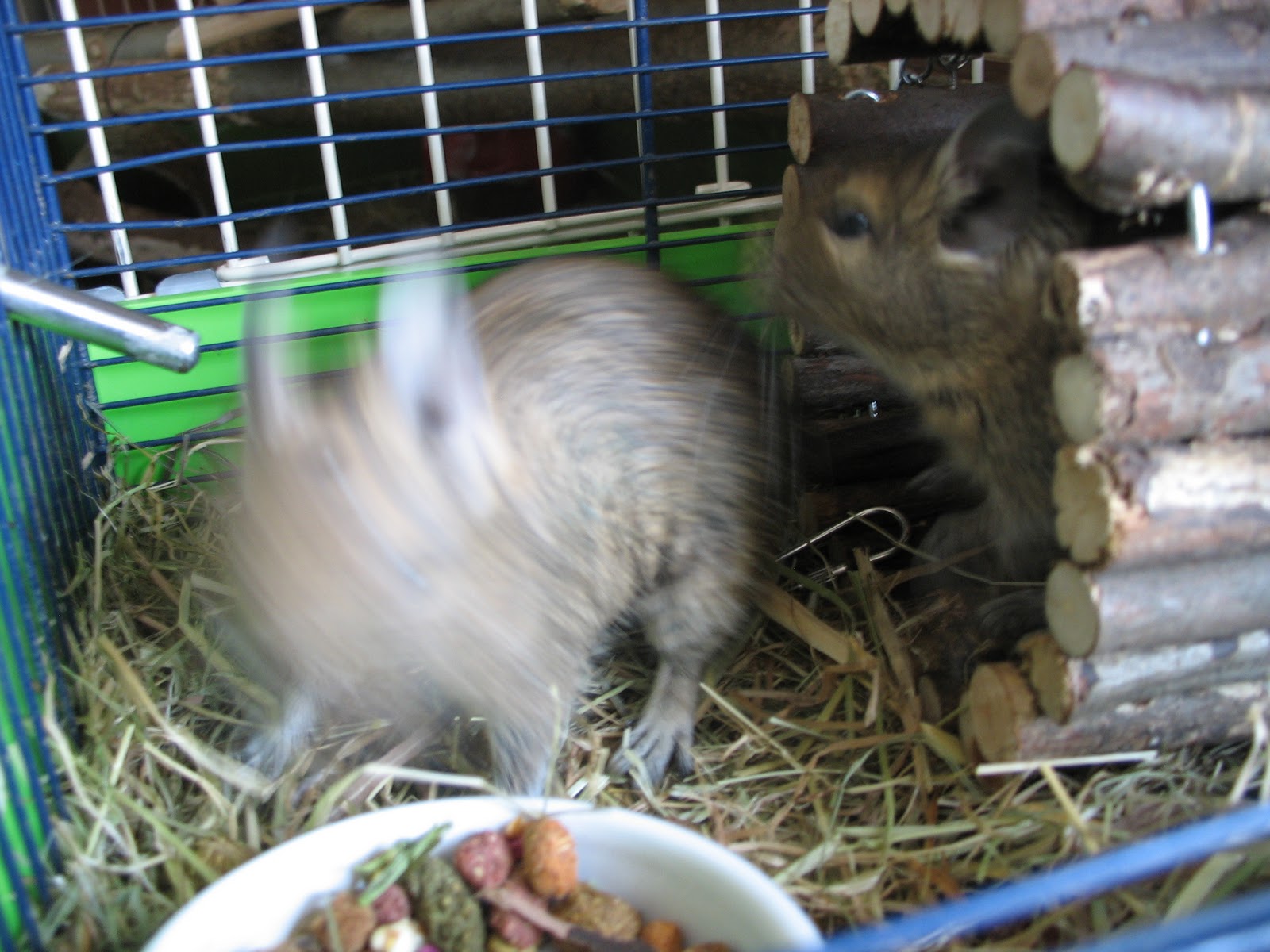 čaranje: Degu .. čilska veverica