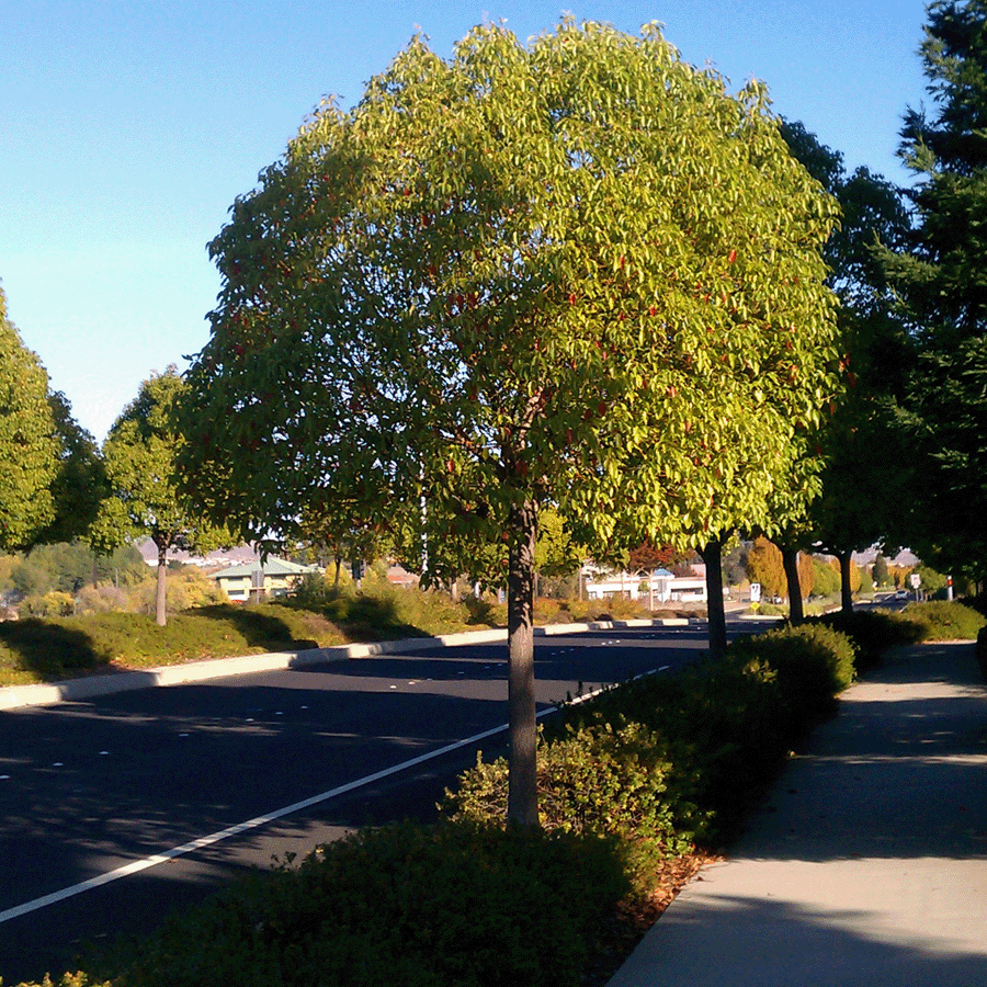 Eden By The Bay: Street Trees Through the Seasons - Ficus spp.