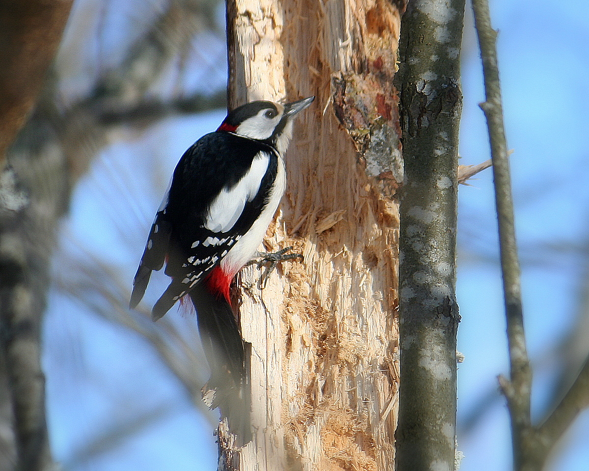 Iineksen kuvat: Tikan kevättuumat