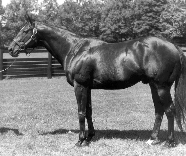 albatroz bloodstock USA: BRAZIL: THE BOLD RULER TRIBE