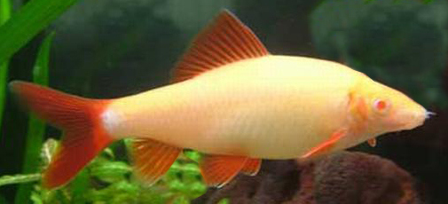 Mania de Aquário: Labeos, O Porquê De Ter Um!