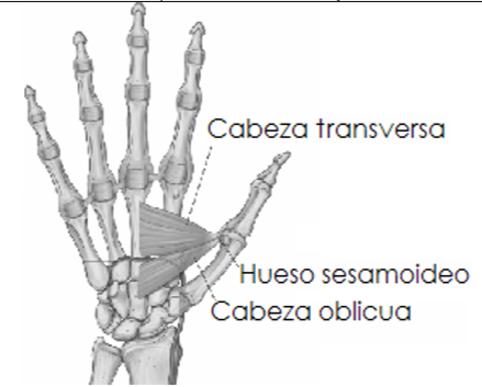 11:50: ¿Cuál es el músculo de la región tenar inervado por el cubital?