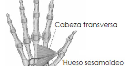 11:50: ¿Cuál es el músculo de la región tenar inervado por el cubital?