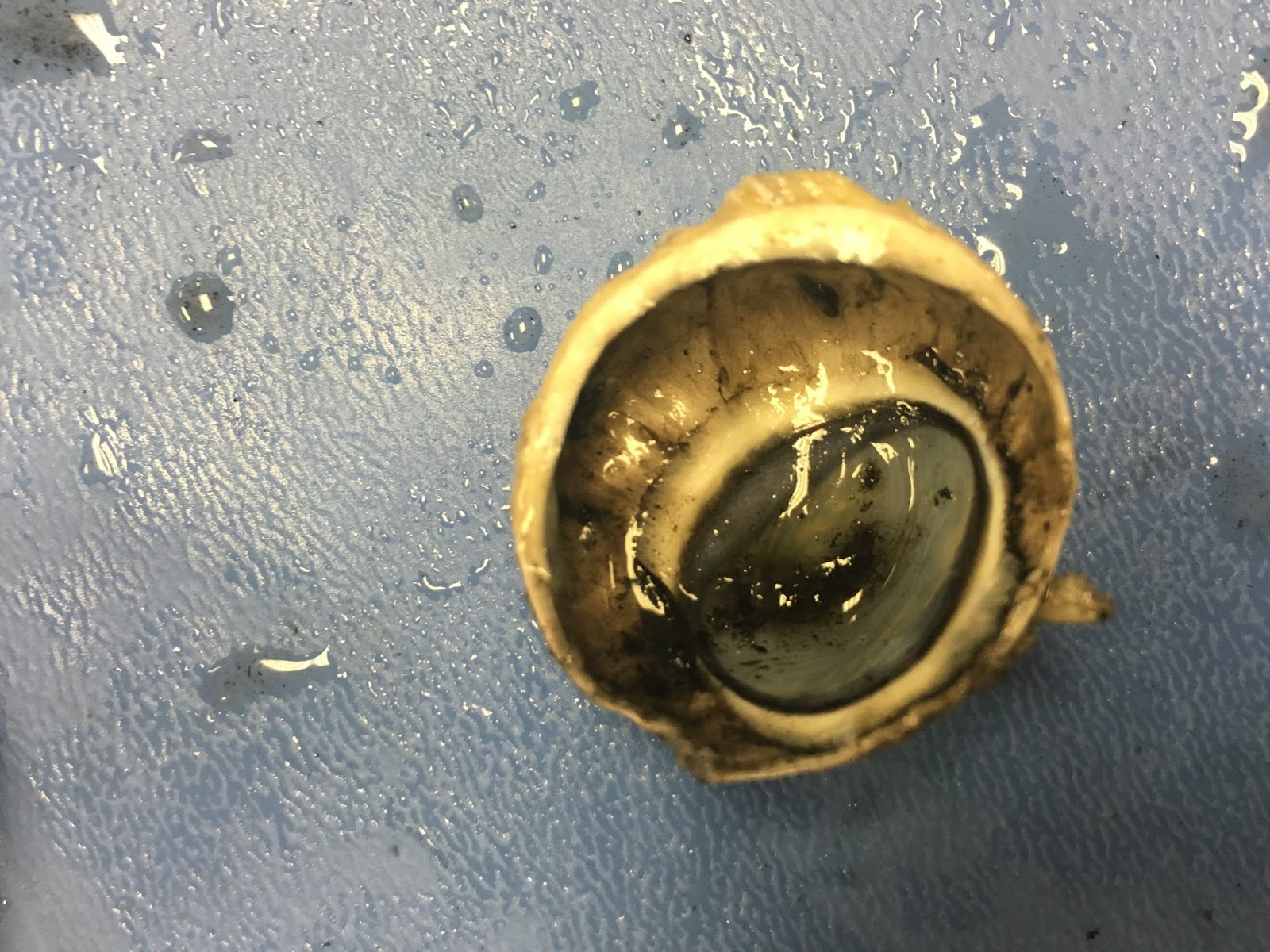 Adrienne Nguyen: Sheep Eye Disection