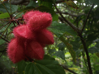 VENTO NORDESTE: TEMPERANDO A VIDA - COLORAU / URUCUM - MUITO ALÉM DO ...