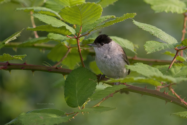 Blackcap Singing | Focusing on Wildlife