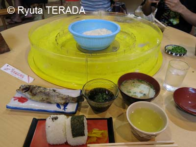 Seaweed Research Journal 海藻研究ジャーナル : Padina minor（ウスユキウチワを採取）