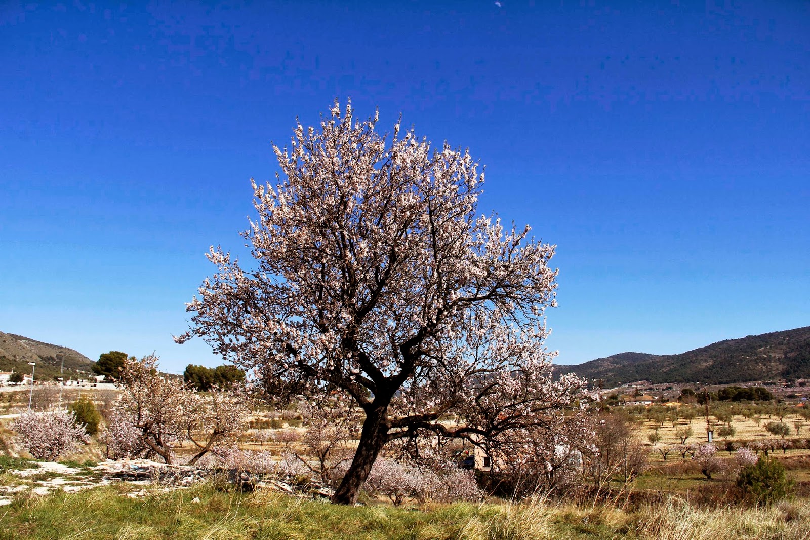 FOTOS JM.G: FLOR DE ALMENDRO: PRIMAVERA 2014
